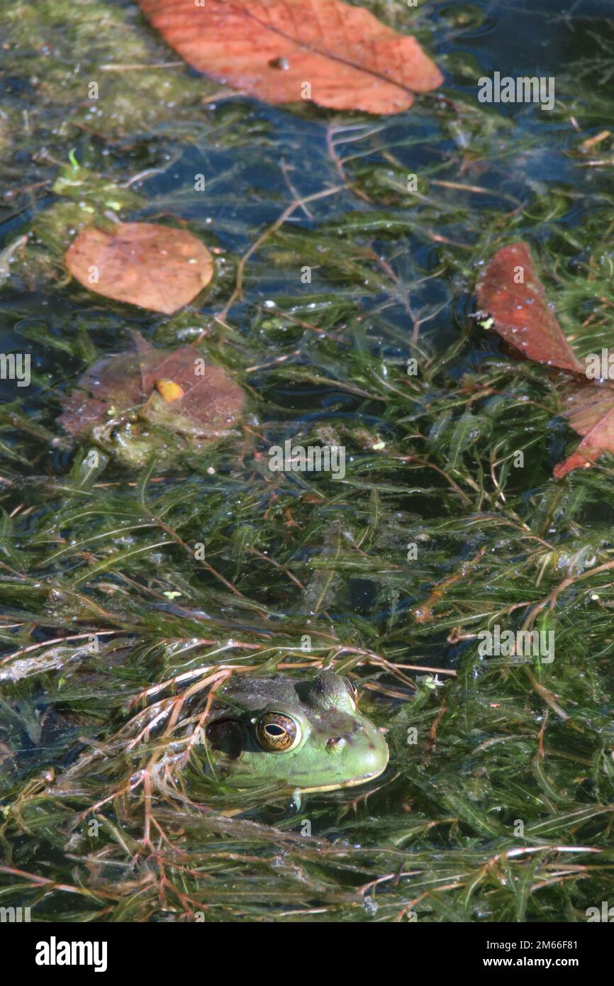 A green American bull frog is floating in a pond with algae Stock Photo ...