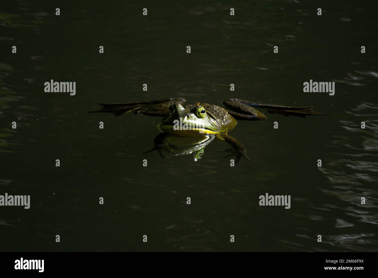 A green American bull frog is floating in a pond with algae Stock Photo ...
