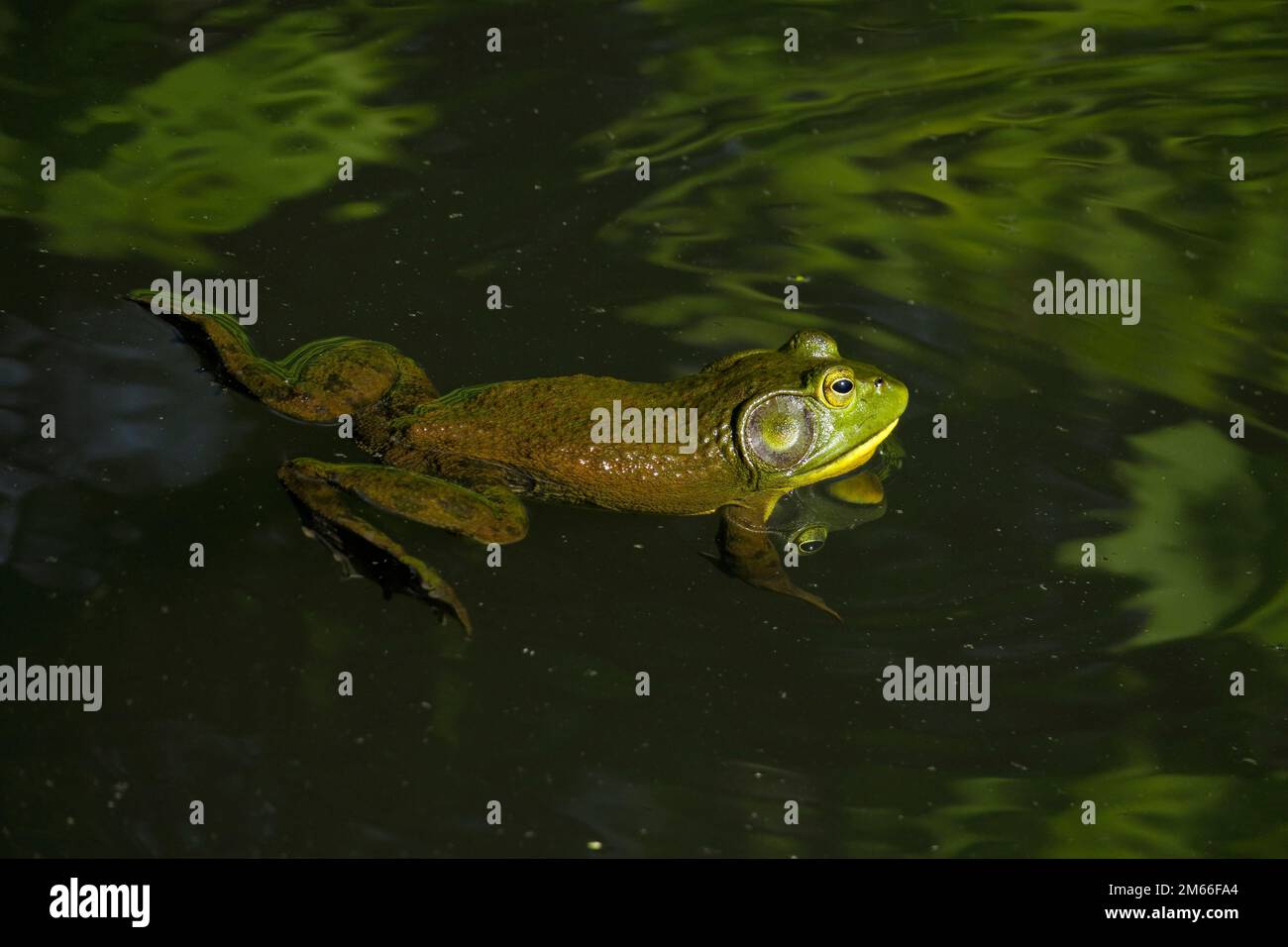 A green American bull frog is floating in a pond with algae Stock Photo ...