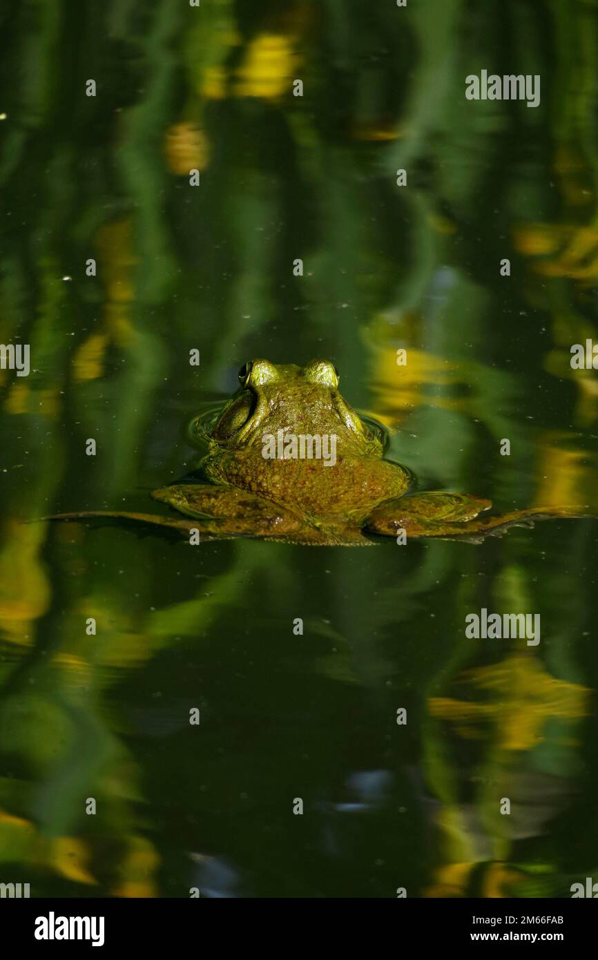 A green American bull frog is floating in a pond with algae Stock Photo ...