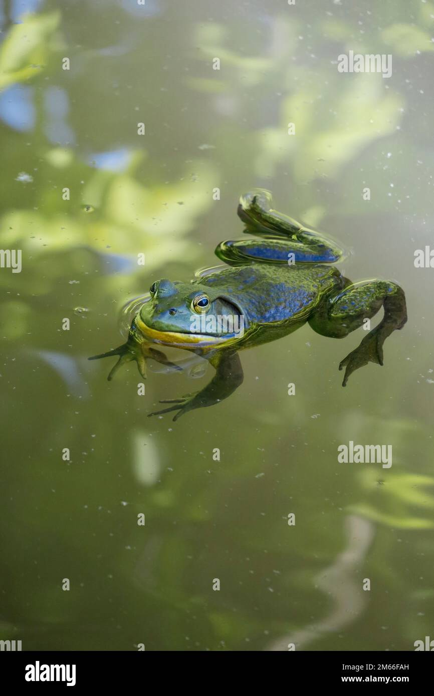A green American bull frog is floating in a pond with algae Stock Photo ...