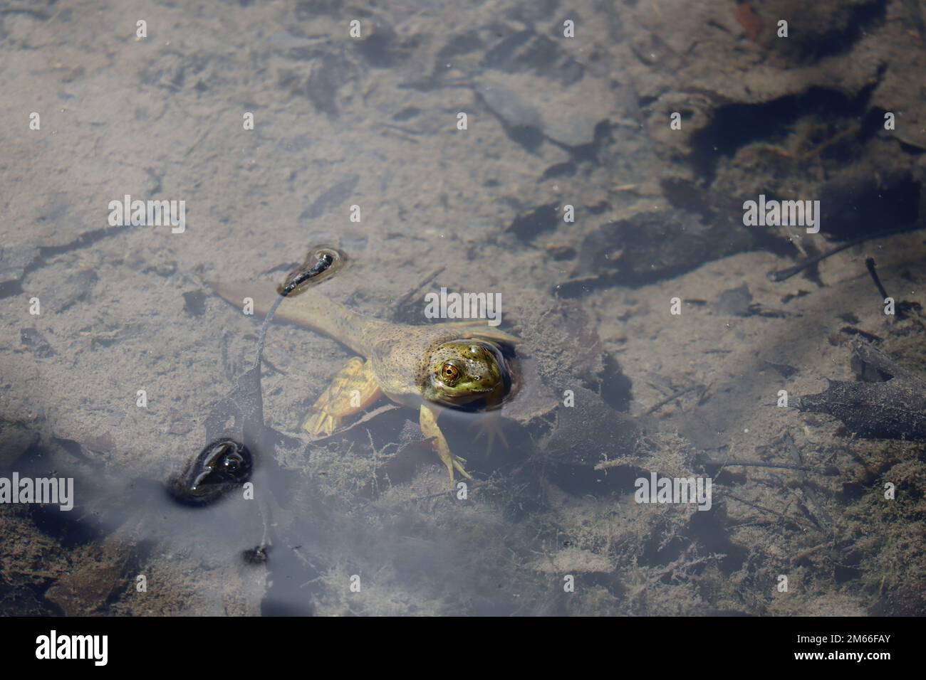 Rana catesbeiana american bullfrog bull hi-res stock photography and ...