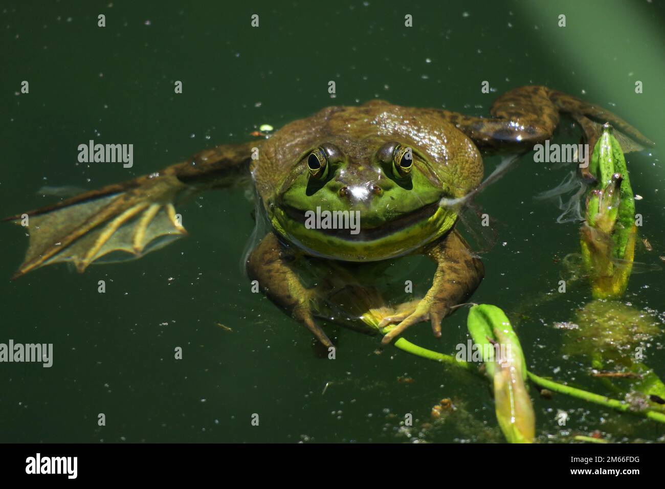 A green American bull frog is resting floating in a pond with algae ...