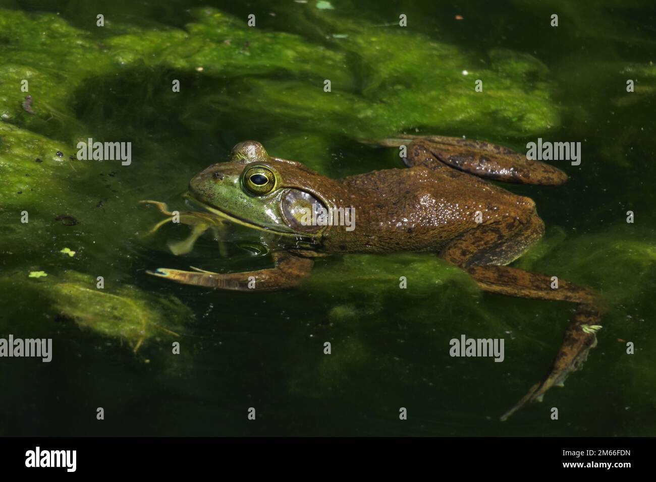 A green American bull frog is resting floating in a pond with algae ...