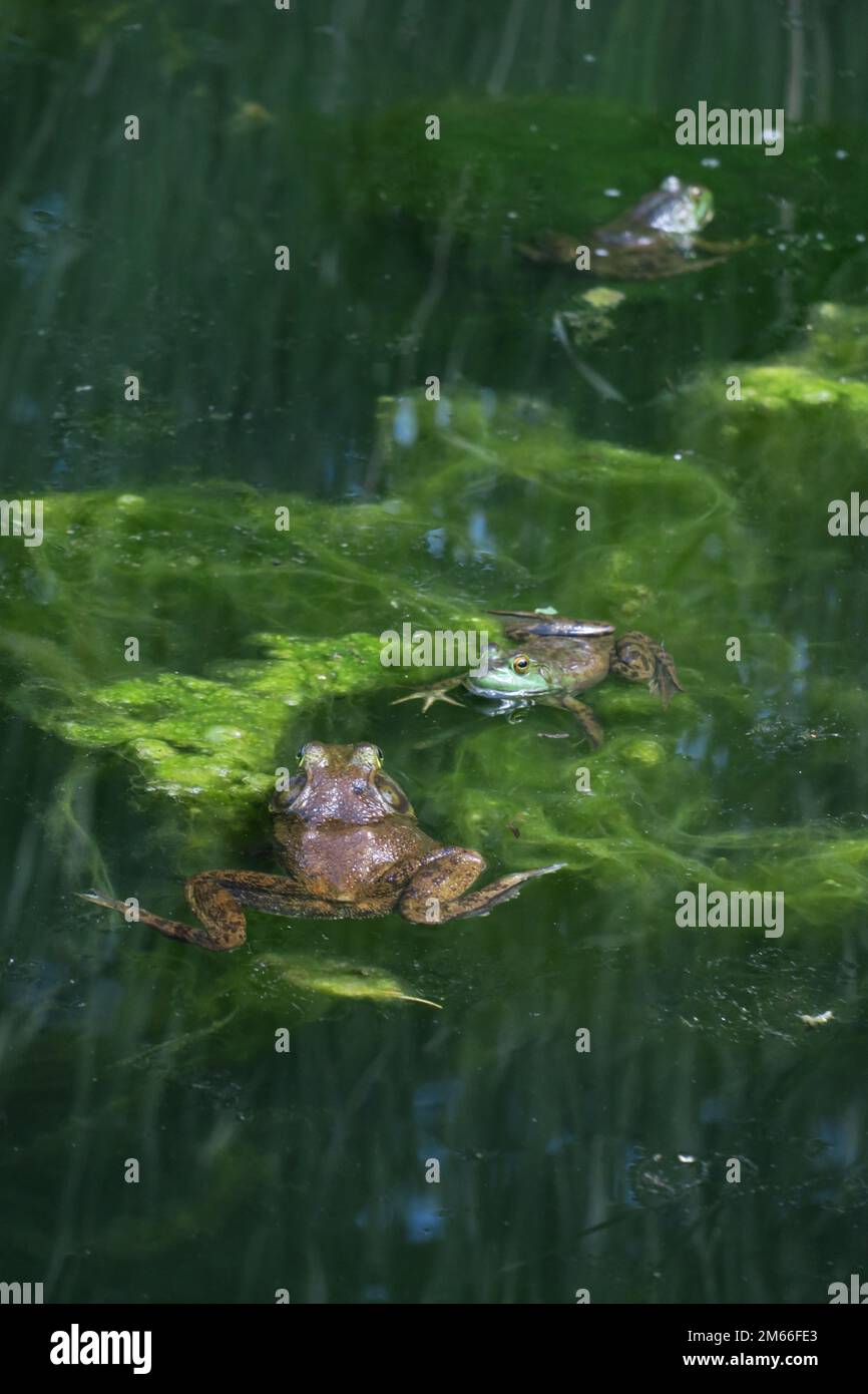 A green American bull frog is resting floating in a pond with algae ...