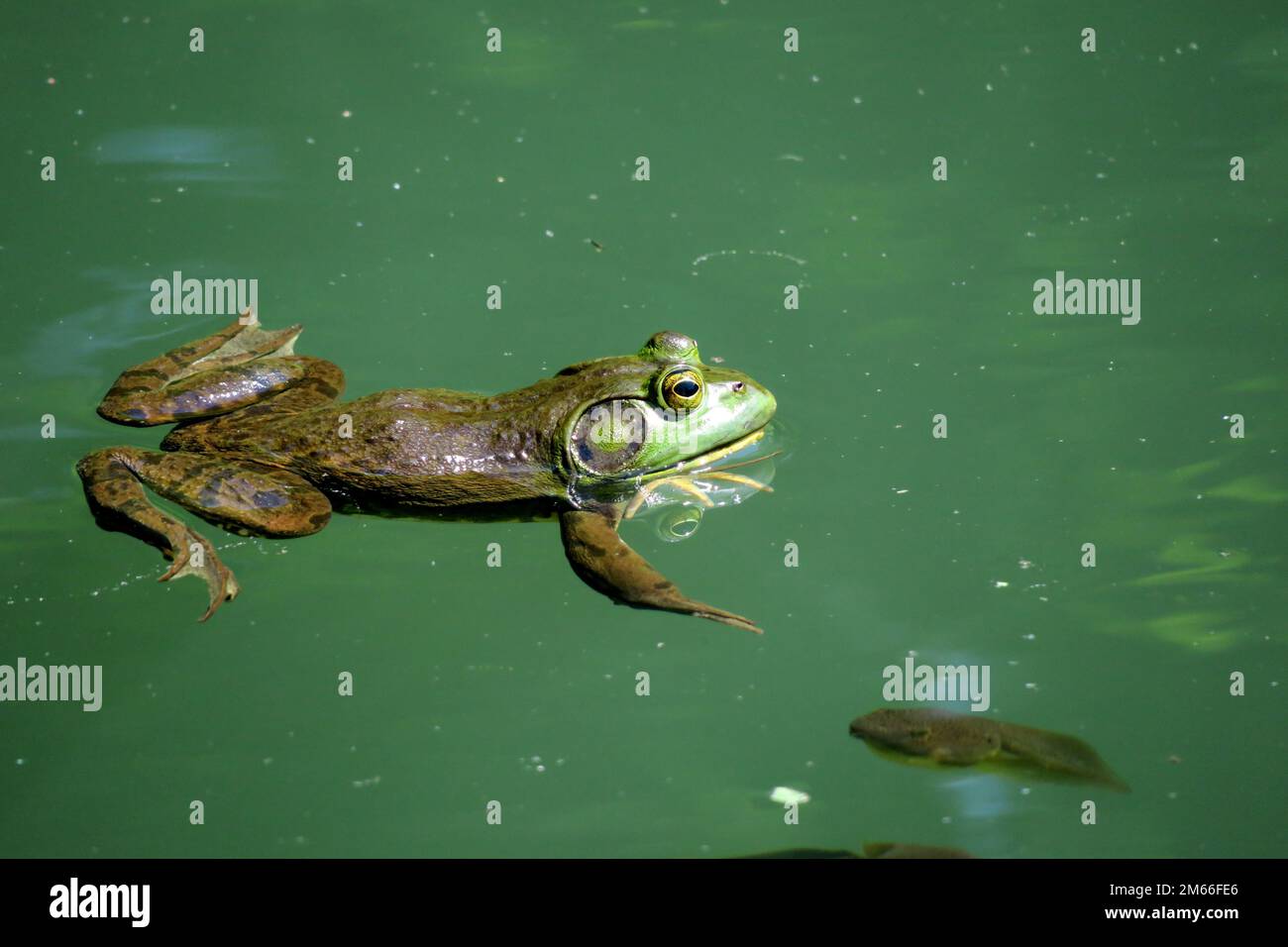 A green American bull frog is resting floating in a pond Stock Photo ...