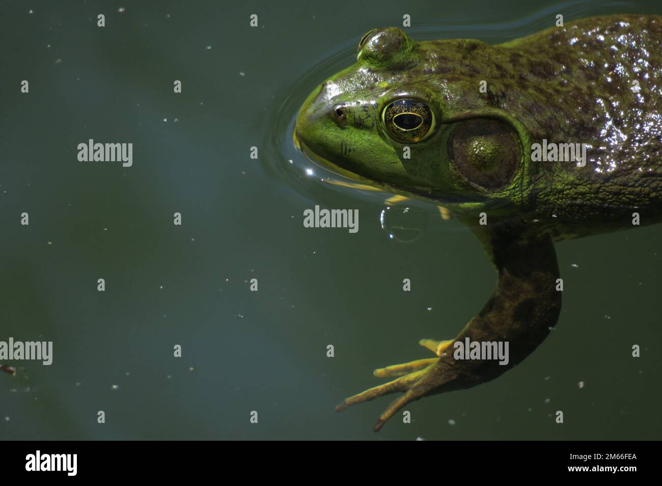 A green American bull frog is resting floating in a pond Stock Photo ...