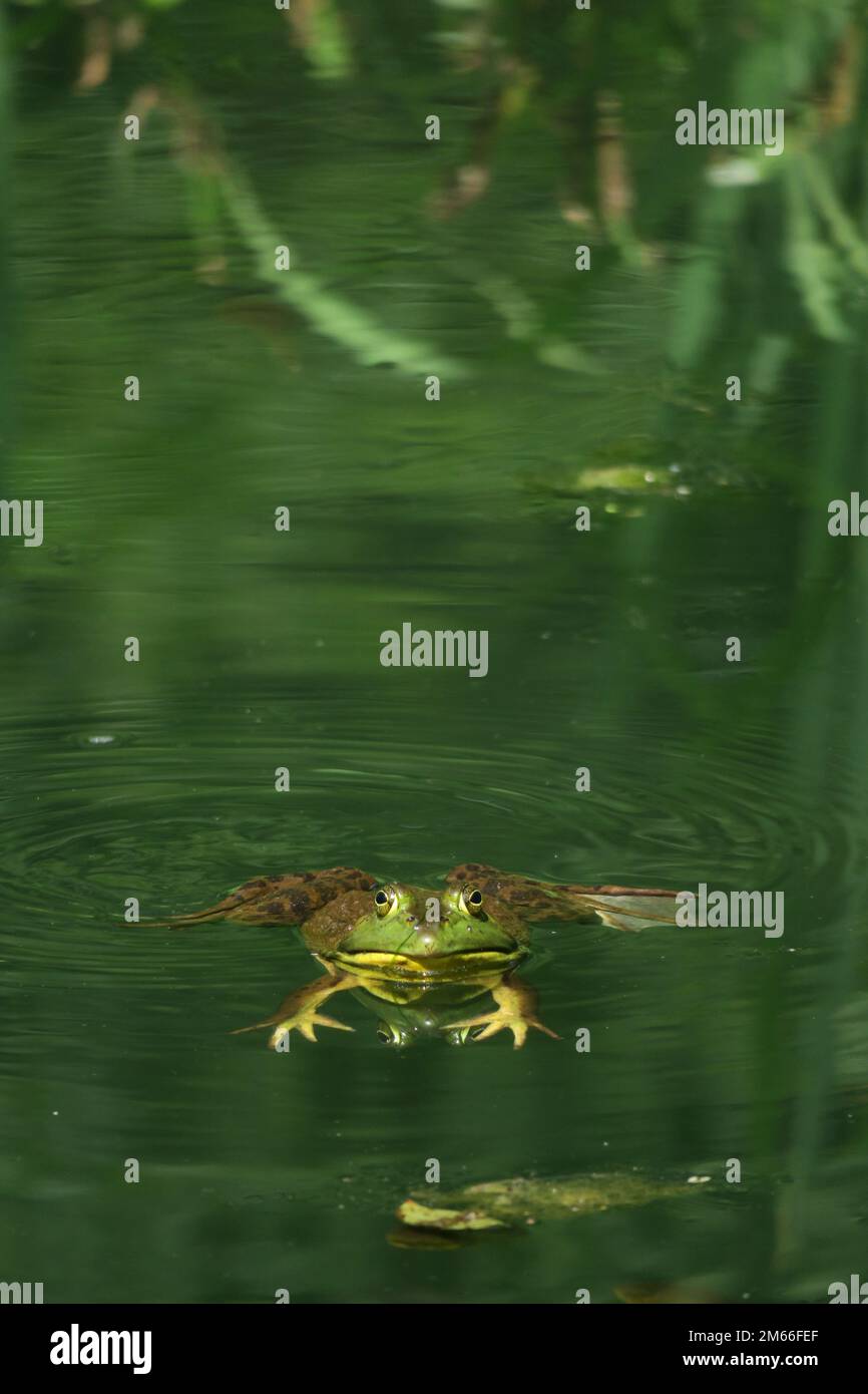 A green American bull frog is resting floating in a pond Stock Photo ...