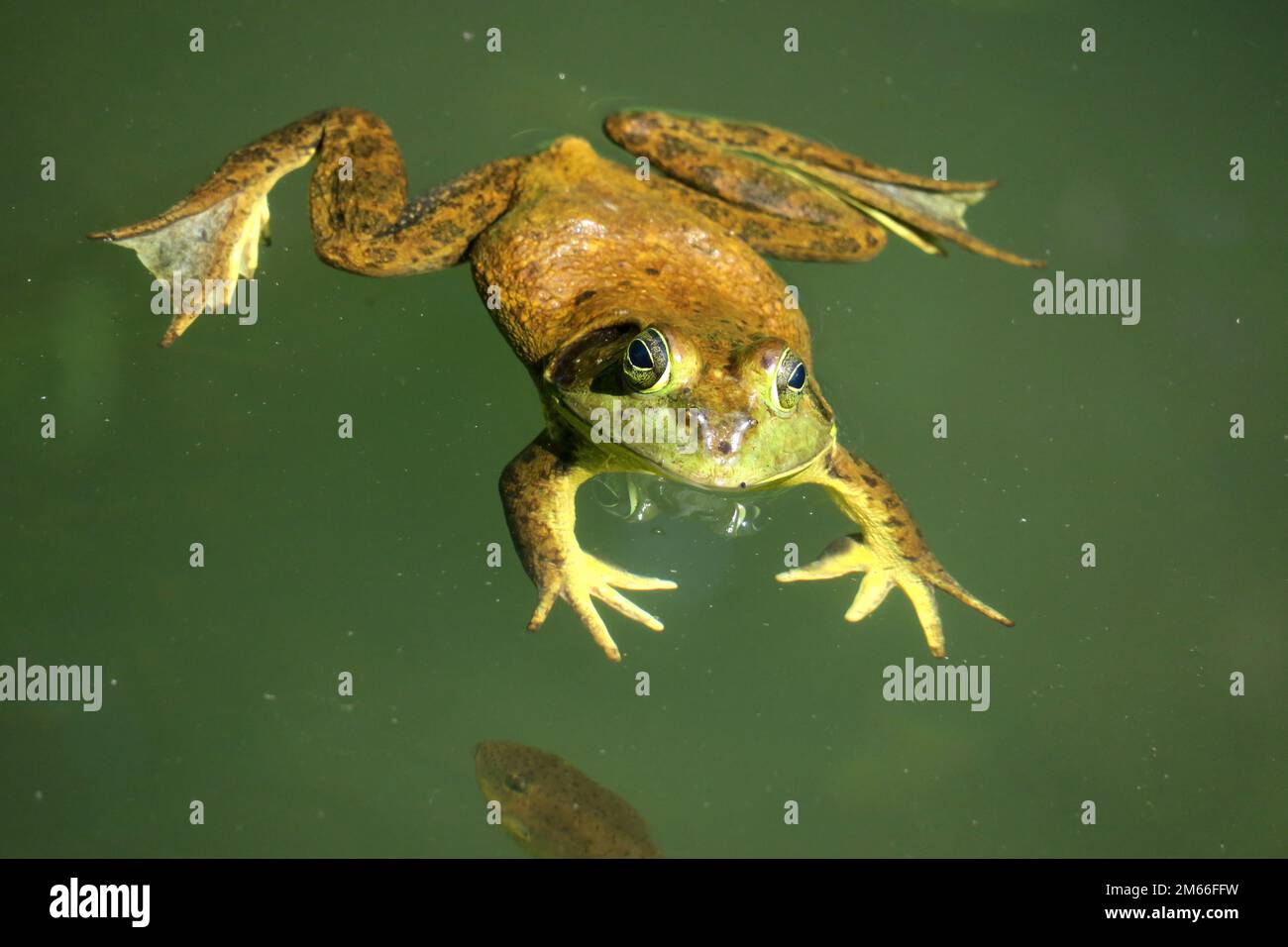 A green American bull frog is resting half submerged in a pond Stock ...