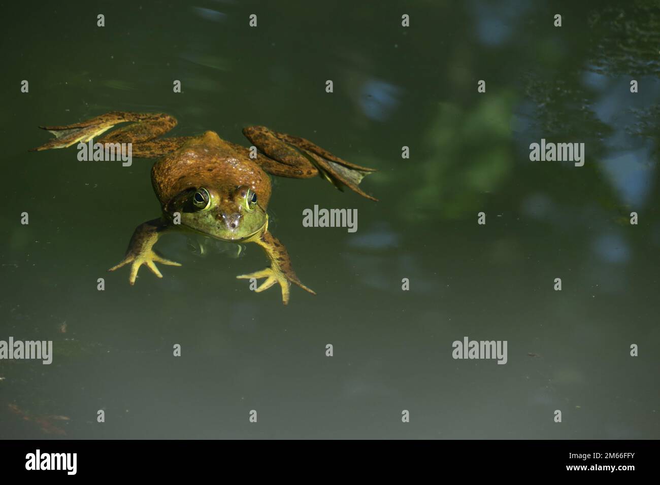 A green American bull frog is resting half submerged in a pond Stock ...