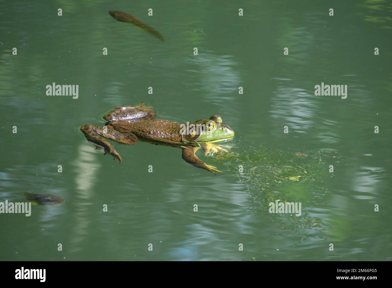 A green American bull frog is resting half submerged in a pond Stock ...