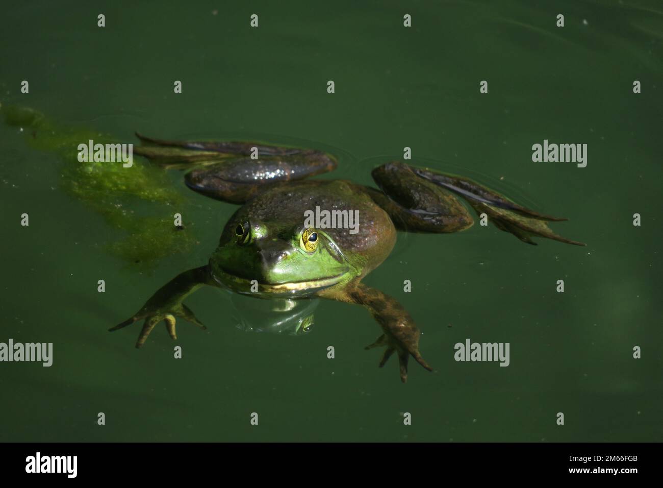 A green American bull frog is resting half submerged in a pond Stock ...