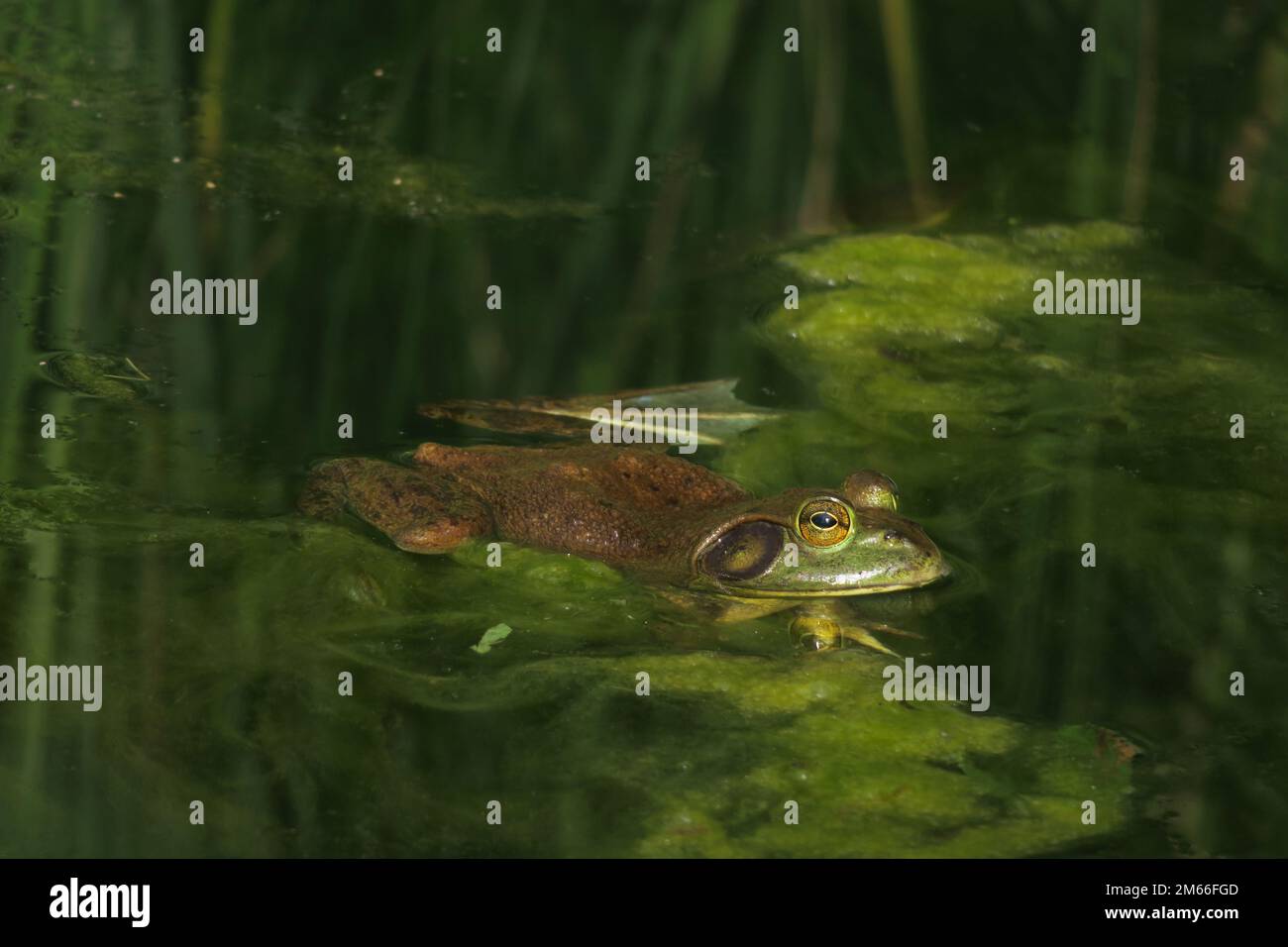 A green American bull frog is resting half submerged in a pond Stock ...