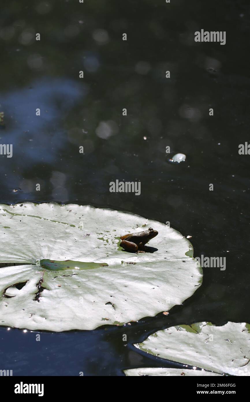 A green American bull frog is sitting on a large water lily pad ...