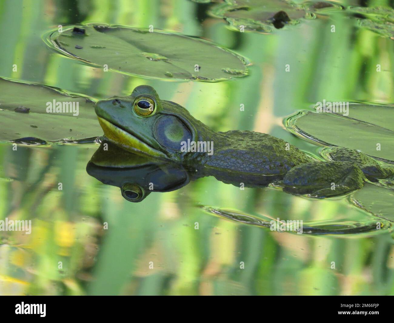 A green American bull frog is sitting on a large water lily pad ...