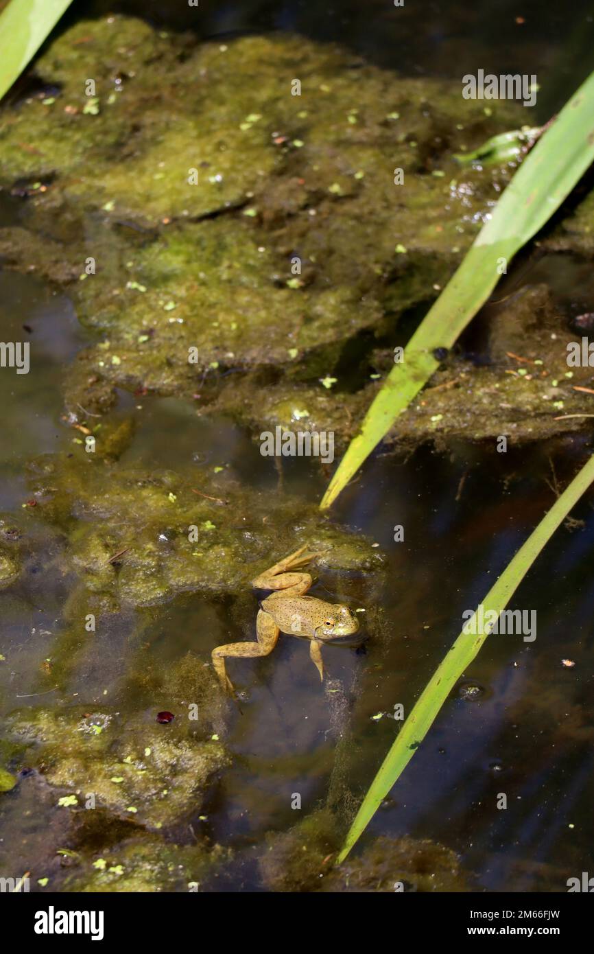 A green American bull frog is resting half submerged in a pond Stock ...