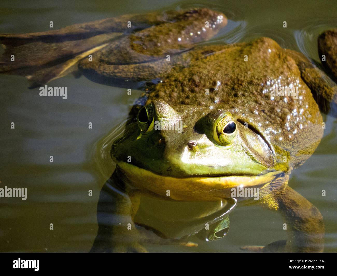 A green American bull frog is resting half submerged in a pond Stock ...