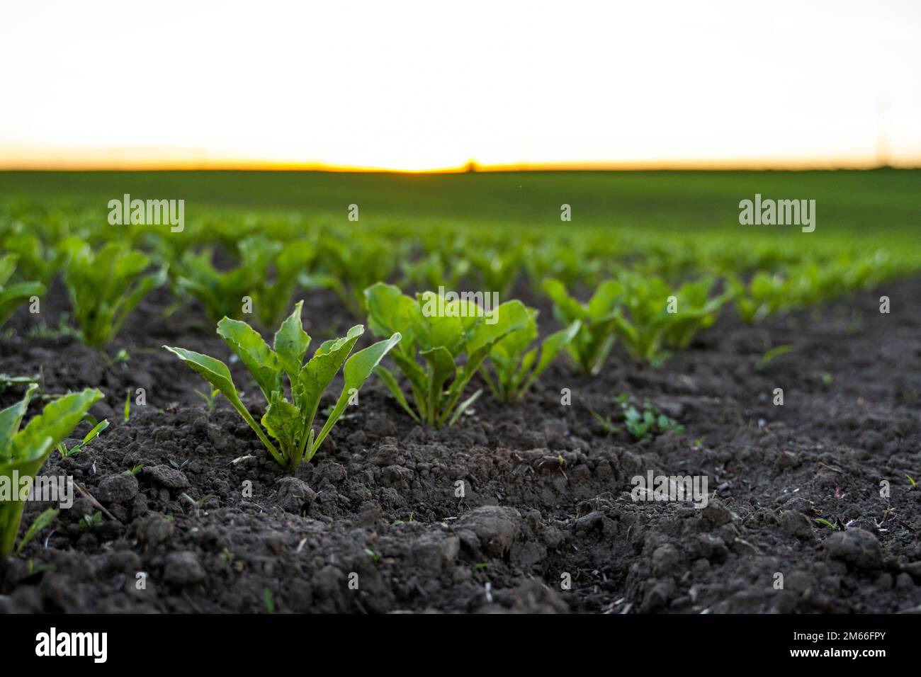 Young fresh beet leaves. Beetroot plants growing in a fertile soil on a ...