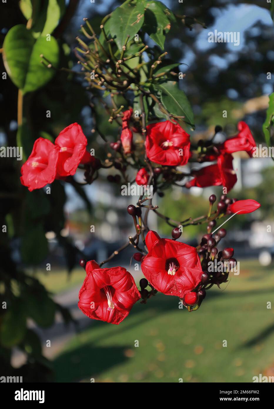 365 Dark red Cardinal creeper flowers blooming at Munro Martin ...