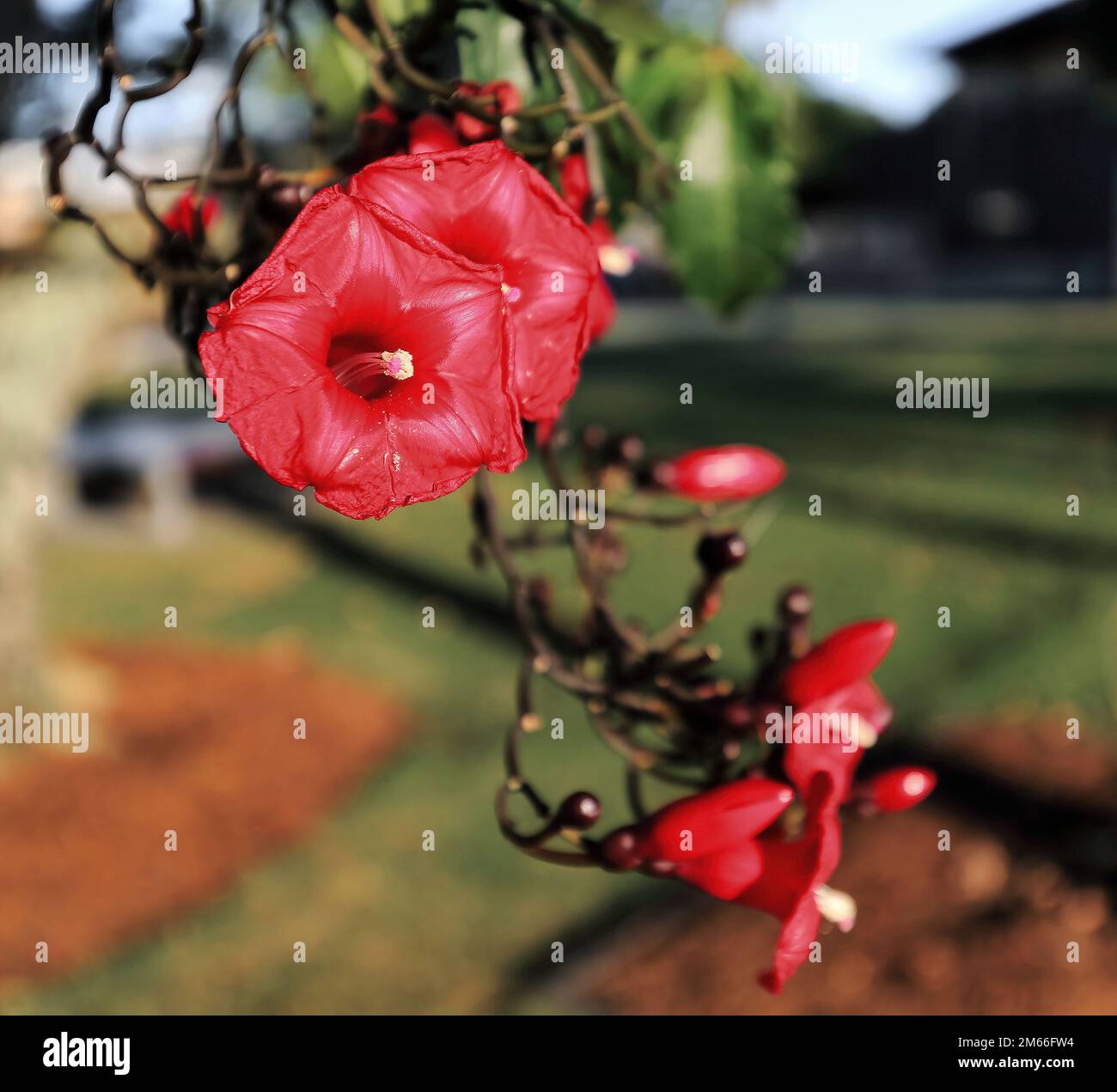 Horsfall morning glory hi-res stock photography and images - Alamy