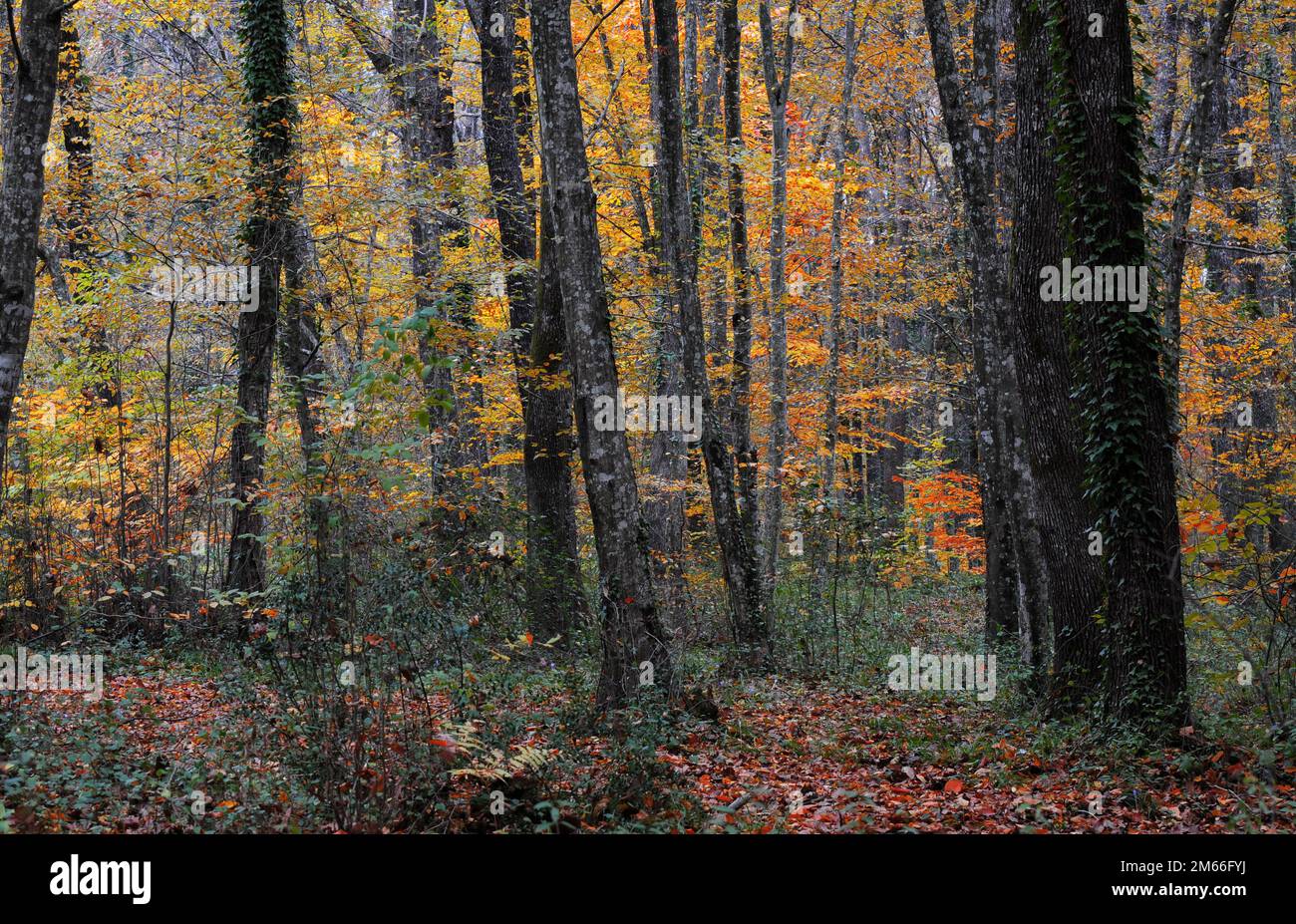 Kemerburgaz Urban Forest in Istanbul, Turkey Stock Photo - Alamy