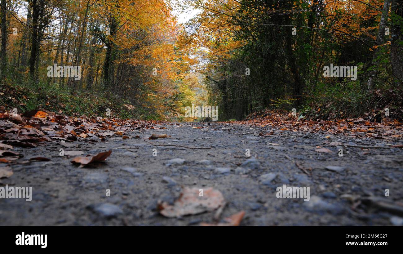 Kemerburgaz Urban Forest in Istanbul, Turkey Stock Photo - Alamy