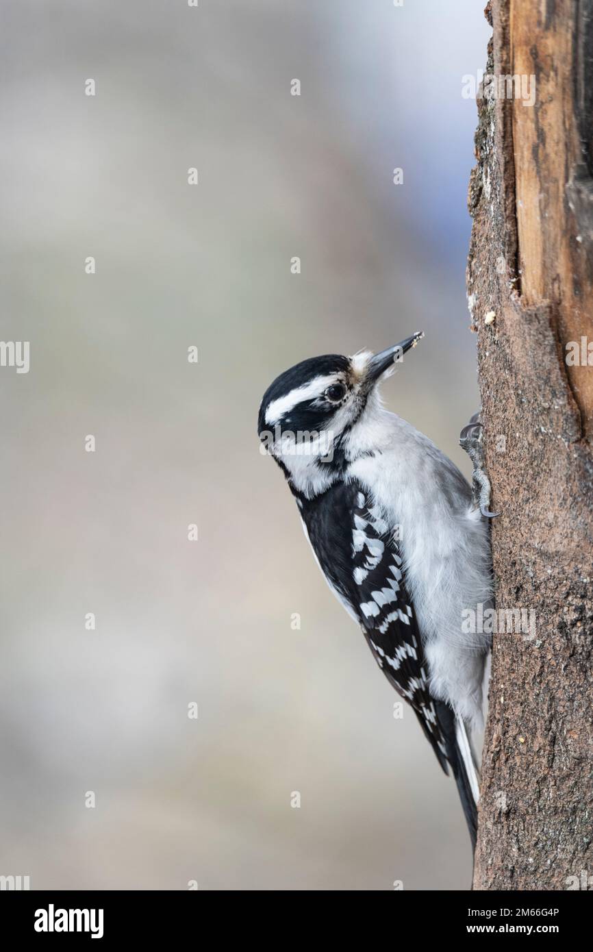 Female hairy woodpecker leuconotopicus hi-res stock photography and ...