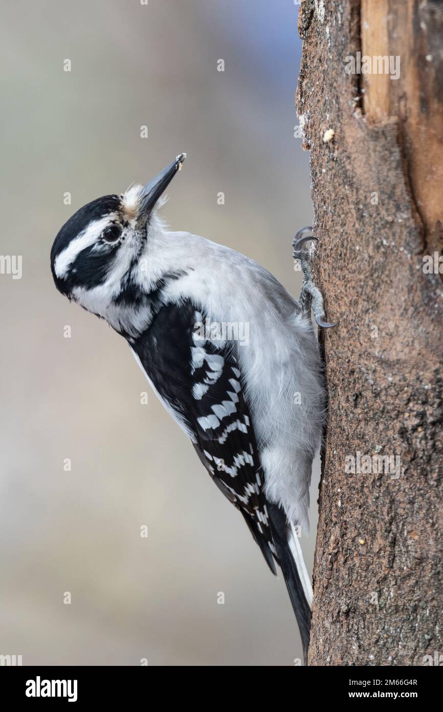 female, Hairy, woodpecker, Leuconotopicus villosus, eating food Stock ...