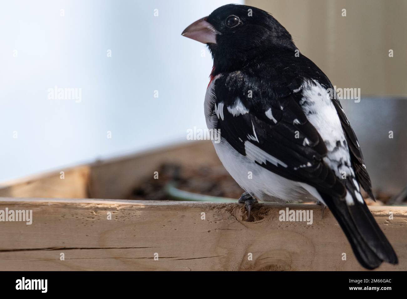 male, Rose- breasted grosbeak, Pheucticus ludovicianus, at bird feeder ...