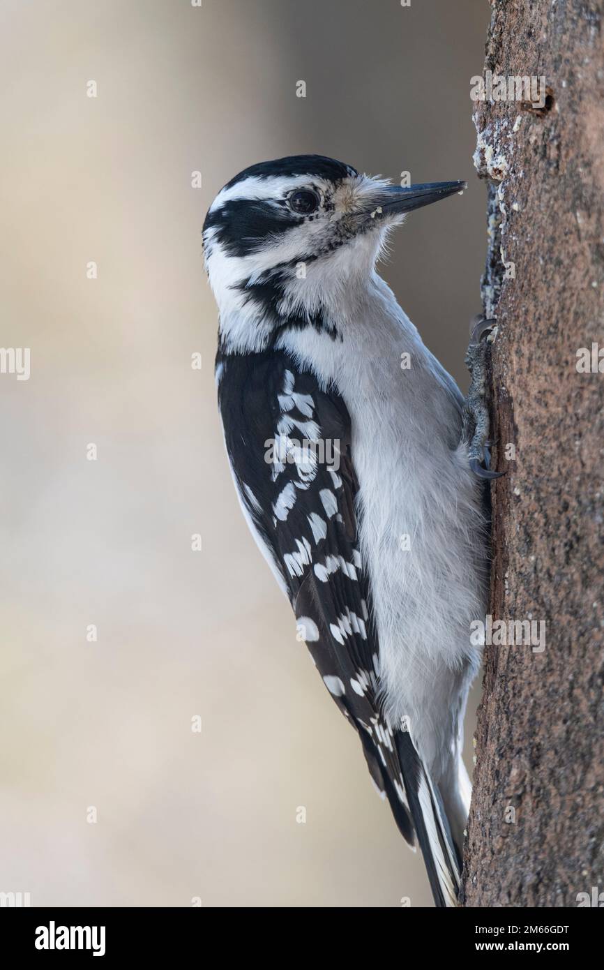 female, Hairy, woodpecker, Leuconotopicus villosus, eating food Stock ...