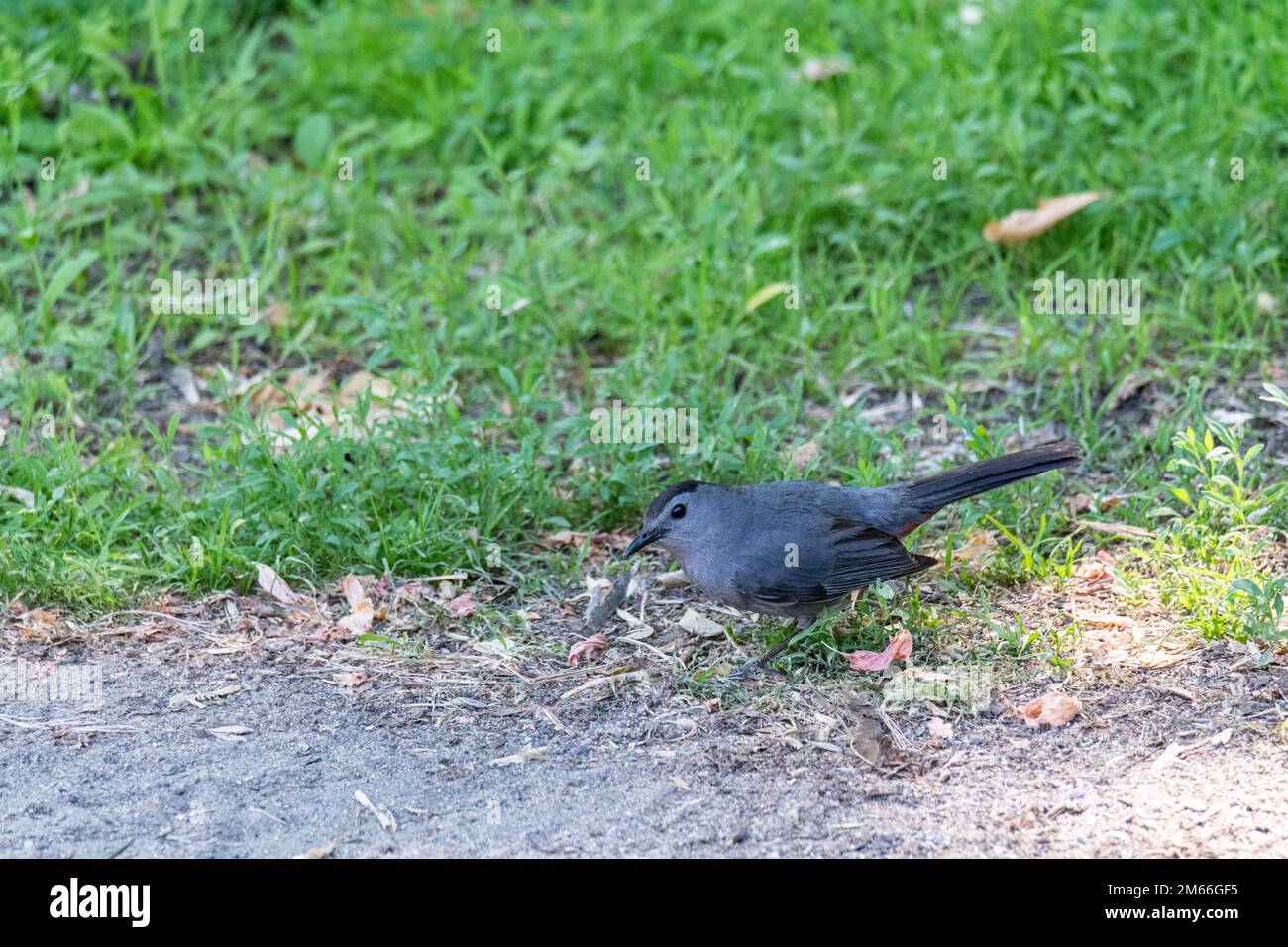 Black catbird hi-res stock photography and images - Alamy