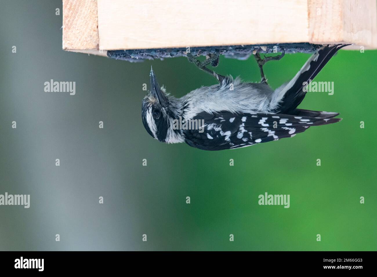 fledgling female, Hairy, woodpecker, Leuconotopicus villosus, eating ...
