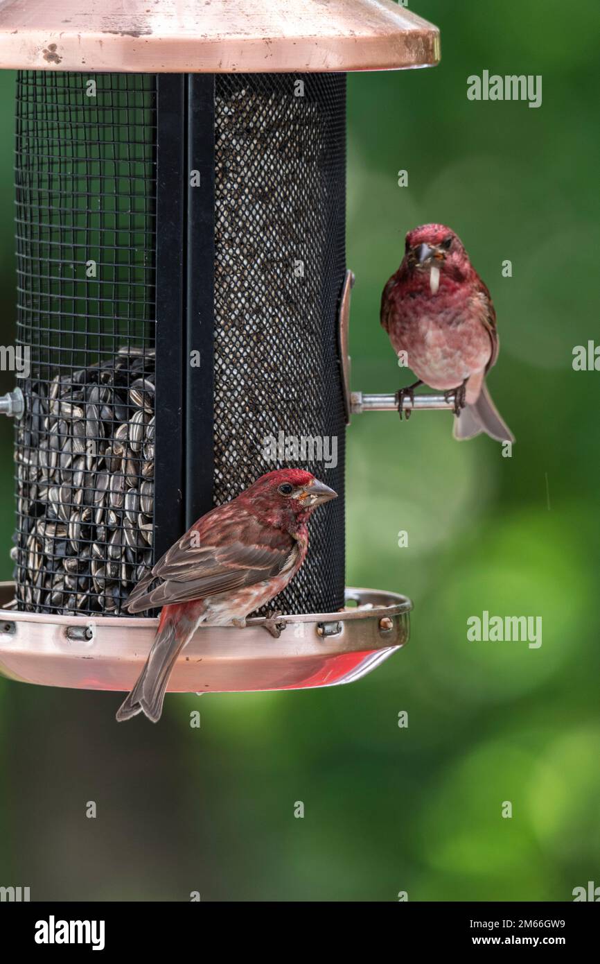 male, Purple Finch, Haemorhous purpureus, on bird feeder i Summer ...