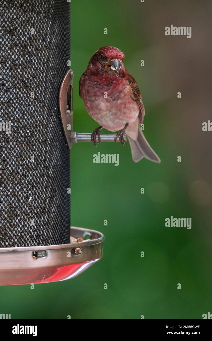 male, Purple Finch, Haemorhous purpureus, on bird feeder i Summer ...