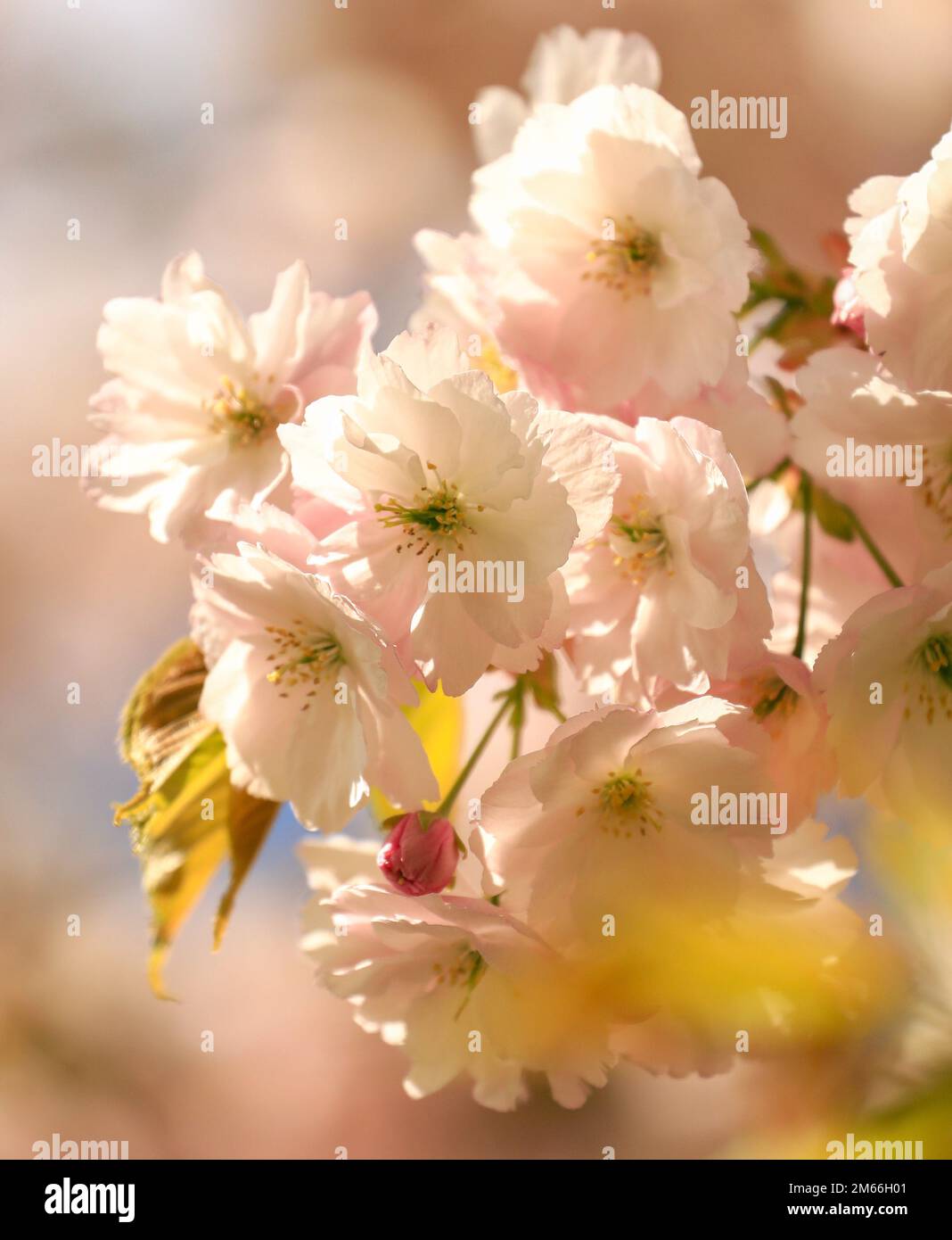 blossom Sunlit spring blossom Stock Photo - Alamy