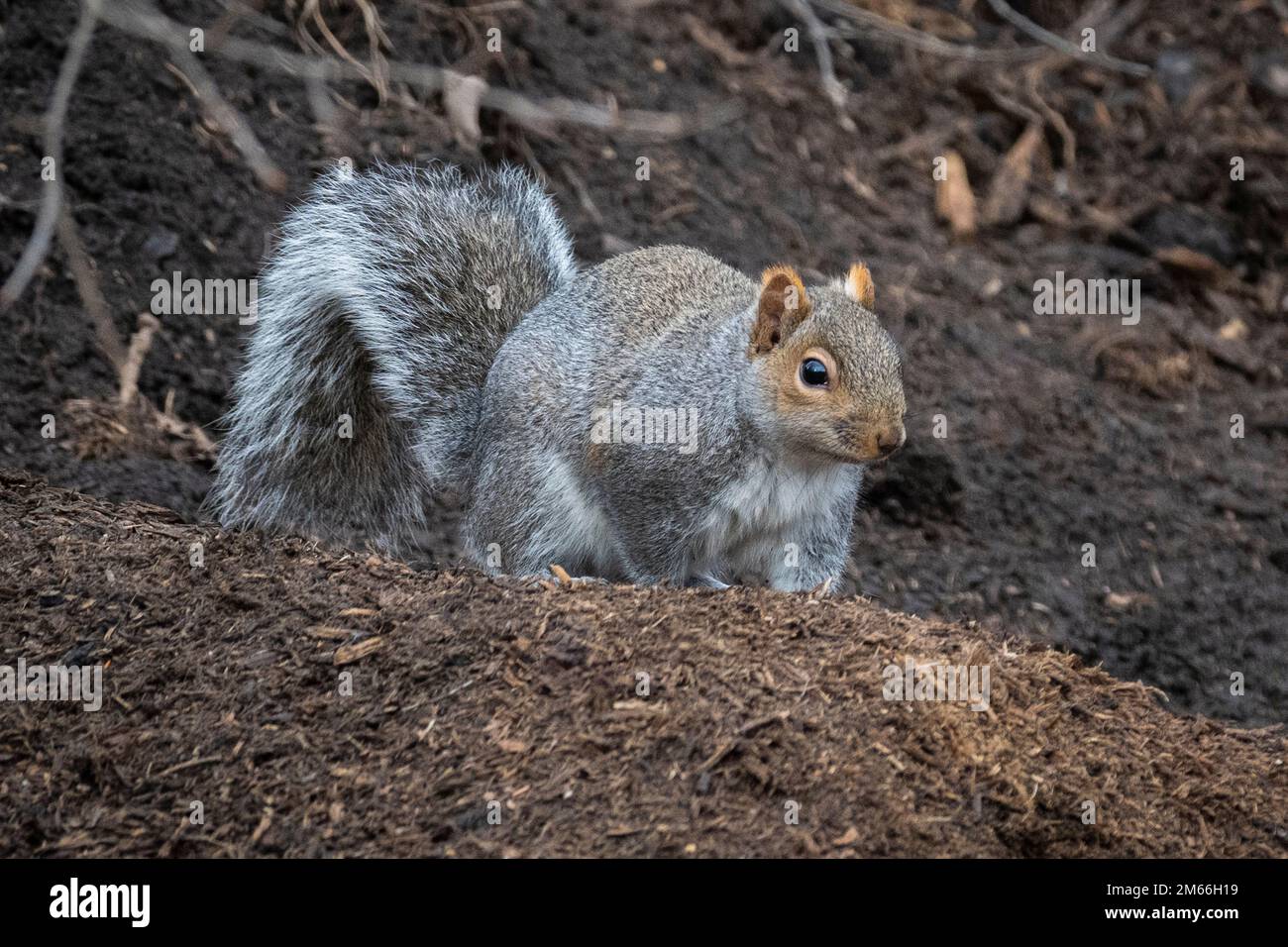 Chicago, USA. 2 January 2023. An eastern gray squirrel (Sciurus ...