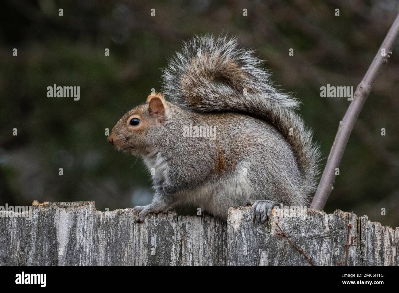 Chicago, USA. 2 January 2023. An eastern gray squirrel (Sciurus carolinensis) is seen in a ...