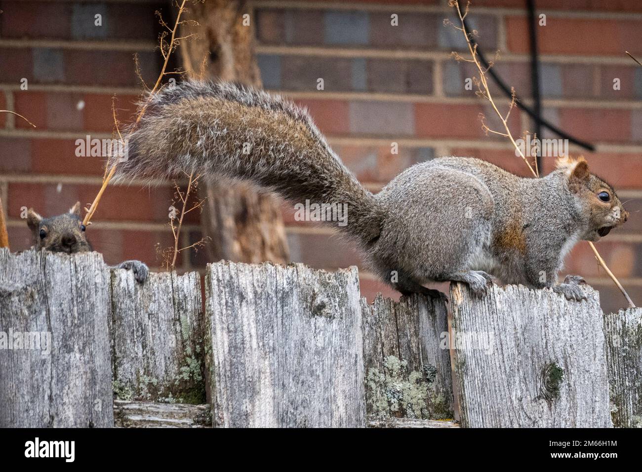 Chicago, USA. 2 January 2023. A pair of eastern gray squirrels (Sciurus ...