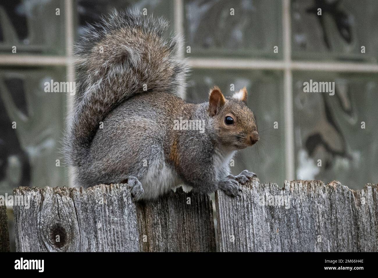 Chicago, USA. 2 January 2023. An eastern gray squirrel (Sciurus ...