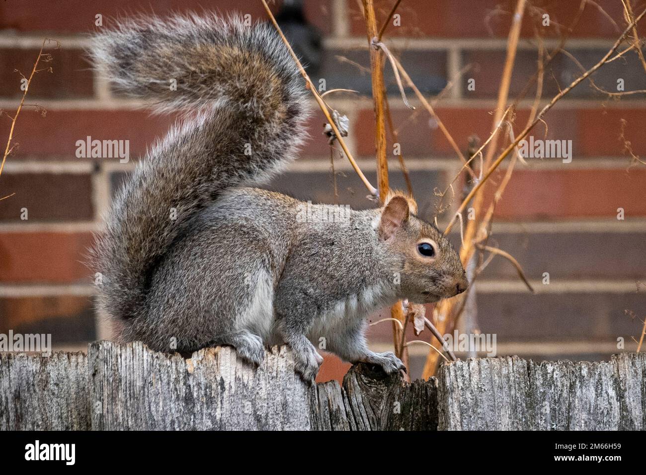 Chicago, USA. 2 January 2023. An eastern gray squirrel (Sciurus ...