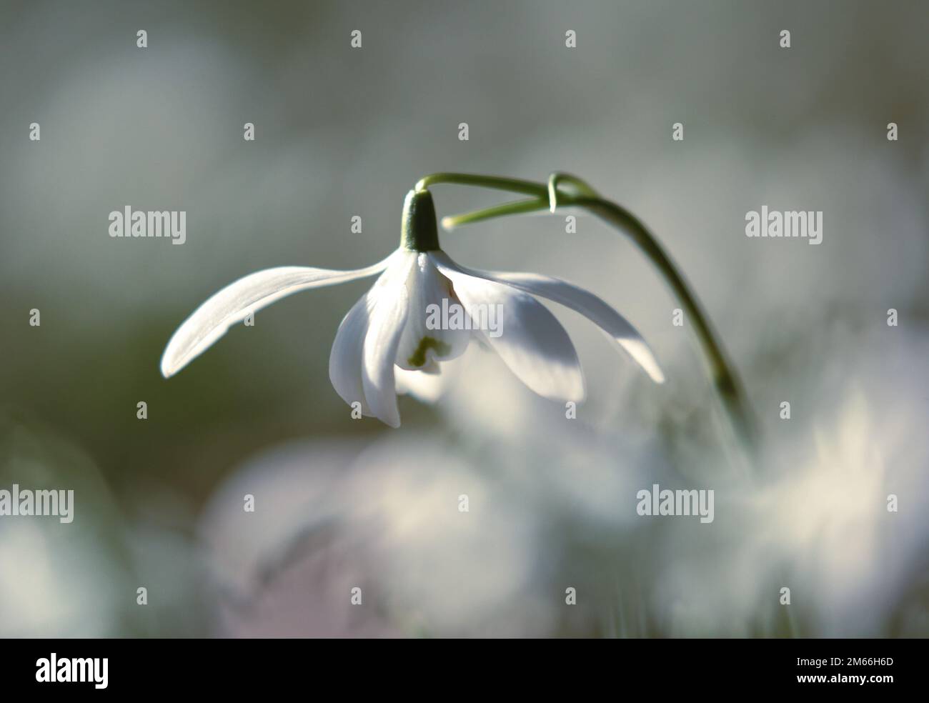 Snowdop flowers, Close up, low angle views of Isolated Snowdrop flowers ...