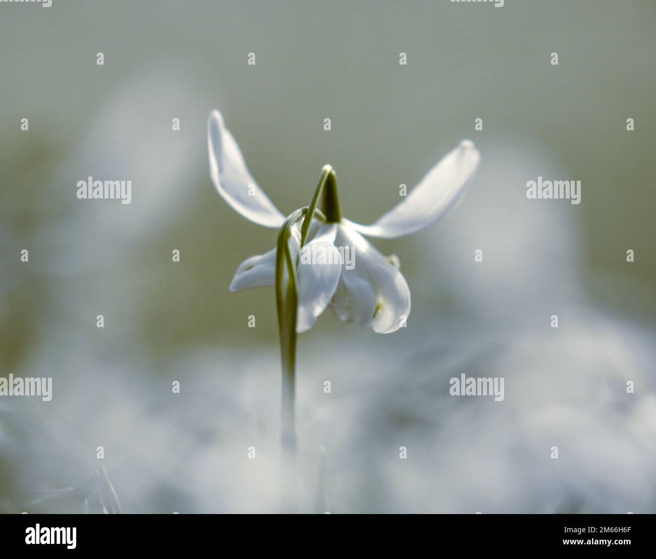 Snowdop flowers, Close up, low angle views of Isolated Snowdrop flowers ...