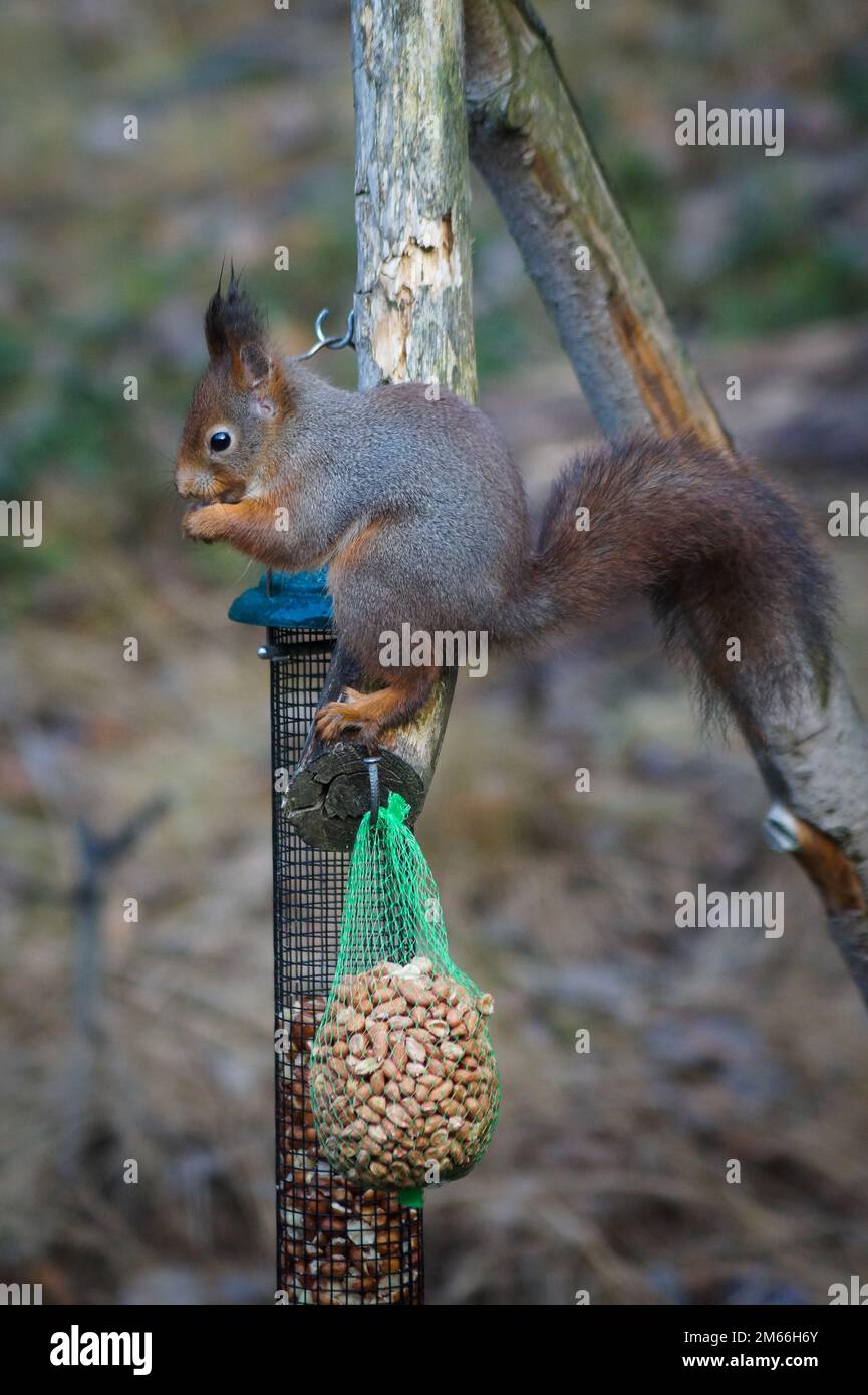 Close up of squirrel eating food at bird feeder Stock Photo - Alamy