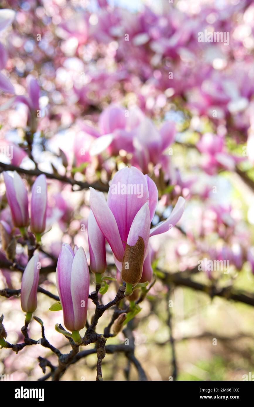 Magnolia tree blossoms in springtime. Bright magnolia flower in warm ...