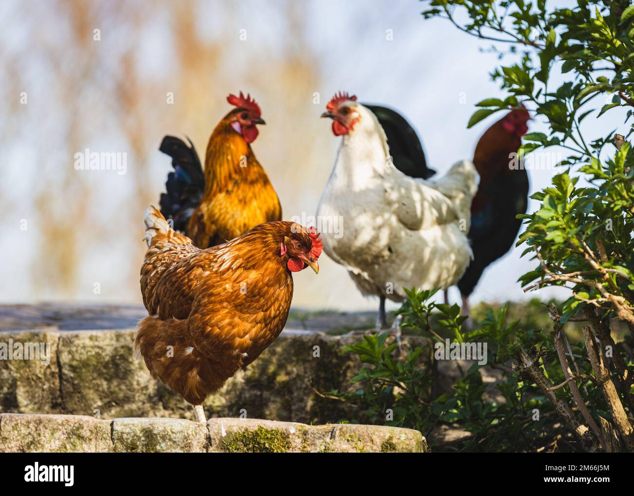 free range chicken farm feeding op organic food open free no cage Stock ...