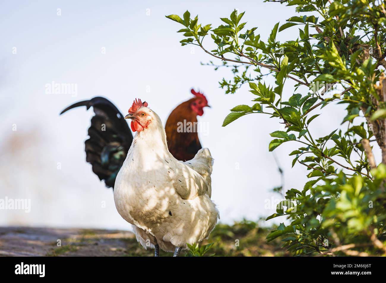 free range chicken farm feeding op organic food open free no cage Stock ...