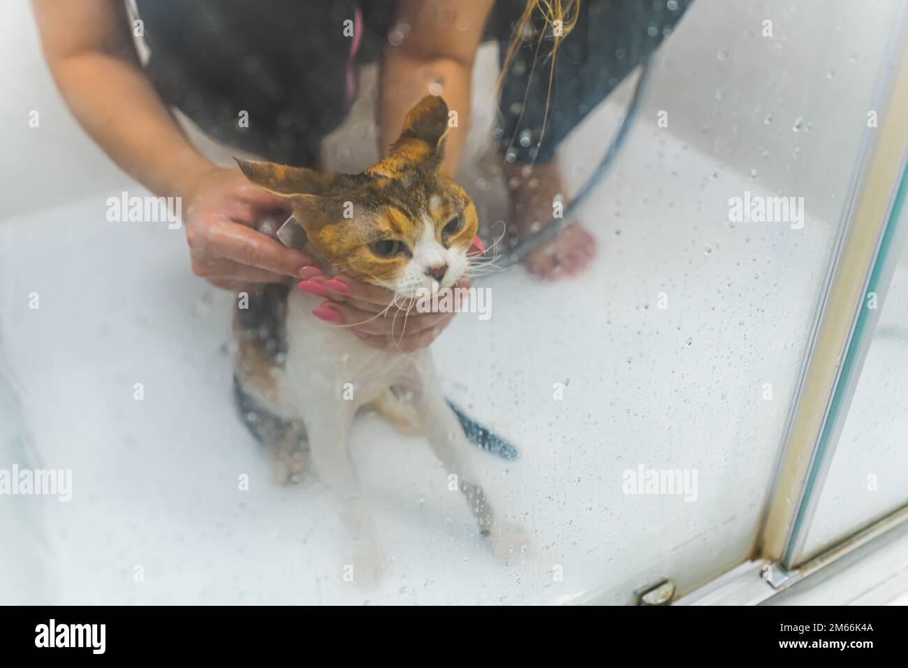 Unhappy cat hi-res stock photography and images - Alamy