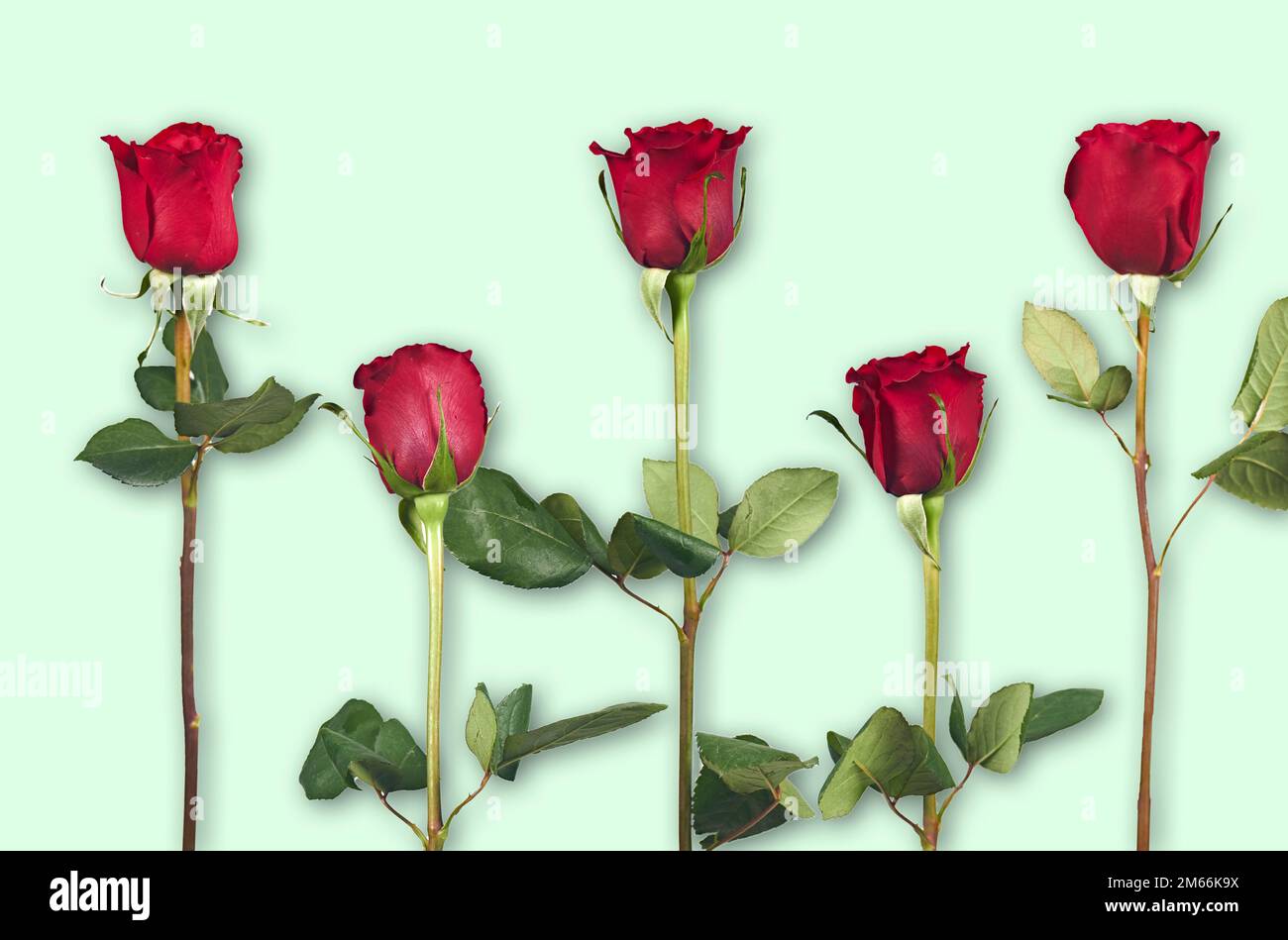 Valentine's Day. Flowers composition. Round frame made of rose flowers ...