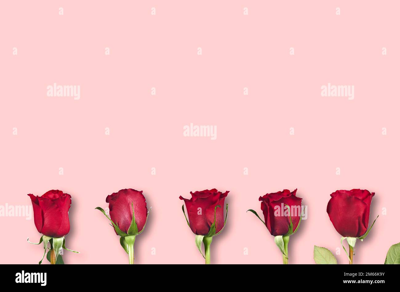 Valentine's Day. Flowers composition. Round frame made of rose flowers ...