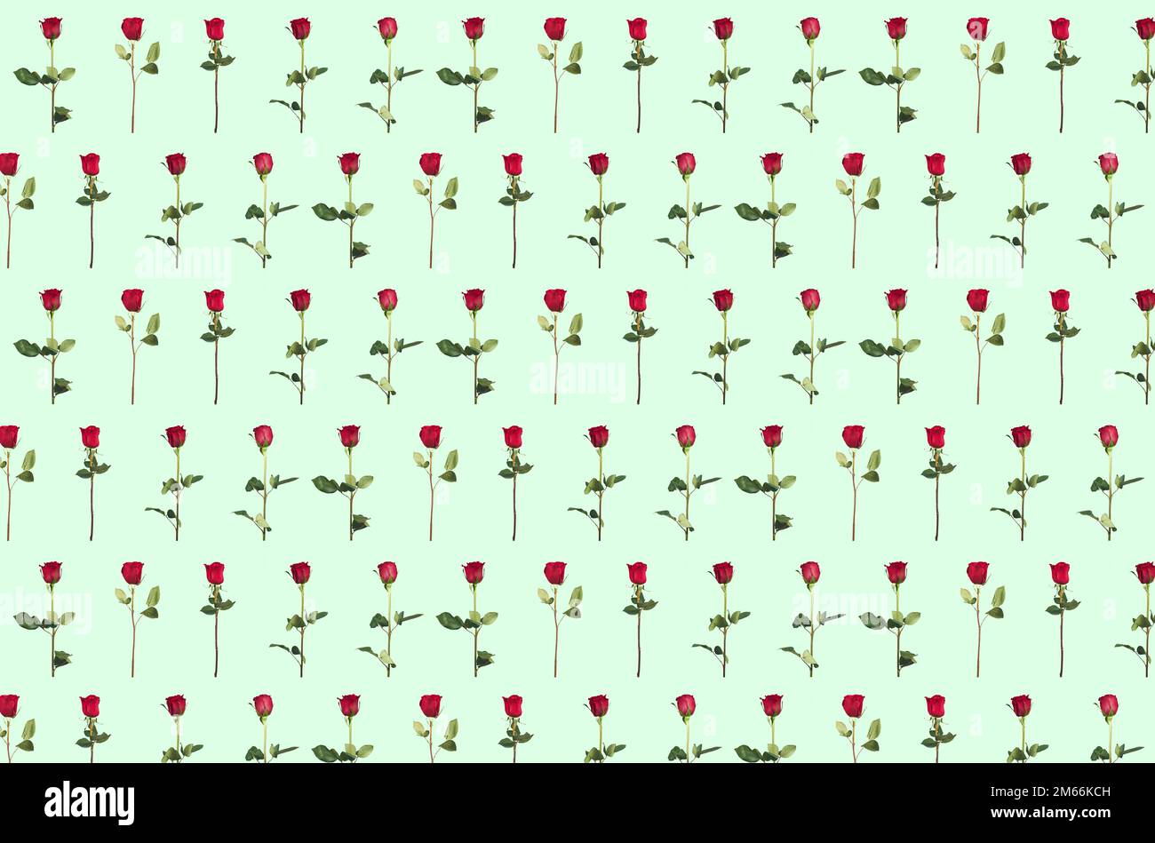 Valentine's Day. Flowers composition. Round frame made of rose flowers ...